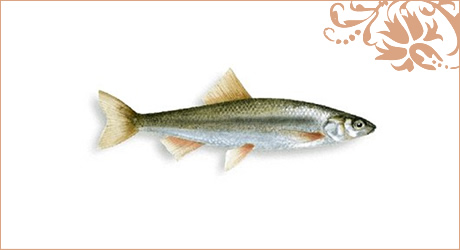 Chondrostoma genei – Natura e Prodotti tipici