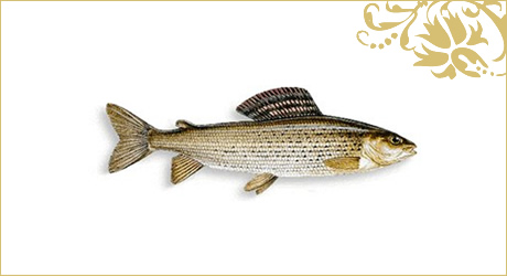 Thymallus thymallus – Natura e Prodotti tipici